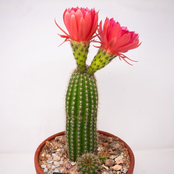 ECHINOPSIS Hybrid FOXY LADY Cactus Fragrant Plant - Etsy