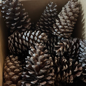 8-9 Jumbo Pine Cone, Large Pine Cone, Jumbo Pinecone, Large Pinecone ...