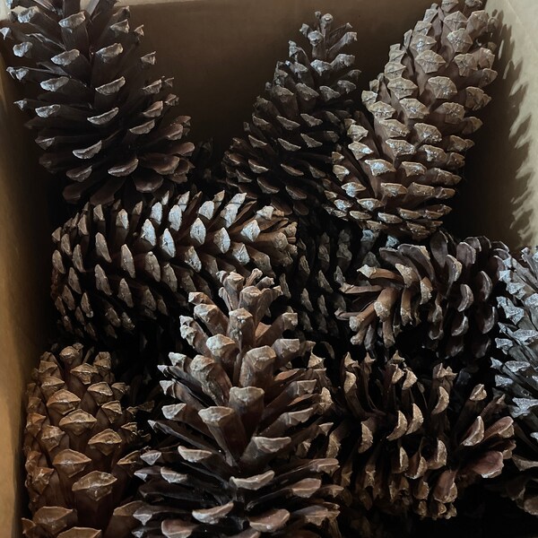 8-9" Jumbo Pine Cone, Large Pine Cone, Jumbo Pinecone, Large Pinecone ...