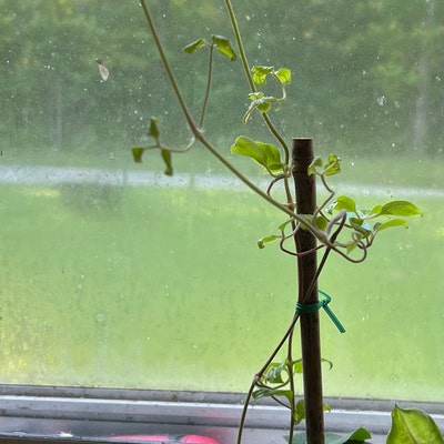 10 Ranunculus Asiaticus Tecolote 'merlot' Persian Buttercup Flower ...