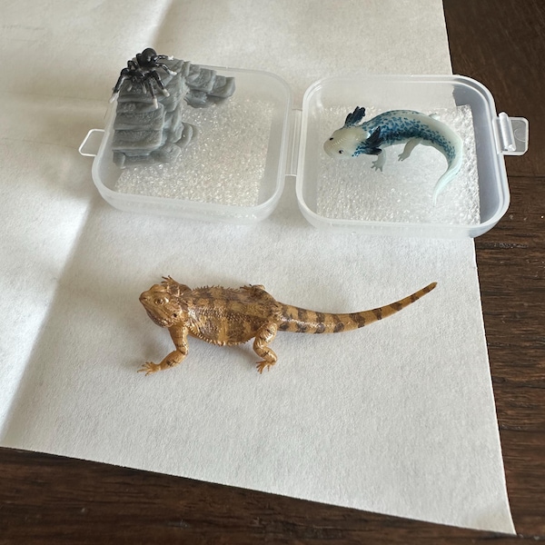 1:6 Scale Miniature Axolotls Dollhouse Amphibians-fashion Doll or Elf ...