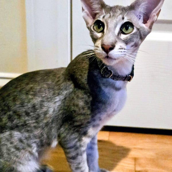 Bat Dog/cat Collar Steampunk Halloween Dog/cat Collar, Goth Green Geek ...