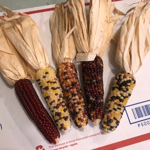 Mini Indian Corn 3 to 4 Length 5 10 20 30 40 - Etsy