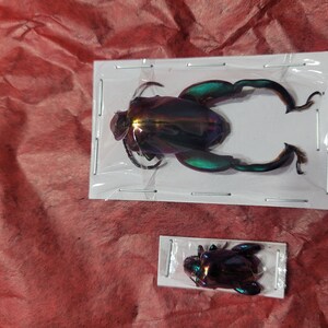 Blue Leafwing Butterfly Anaea Xenocles Spread for Your | Etsy