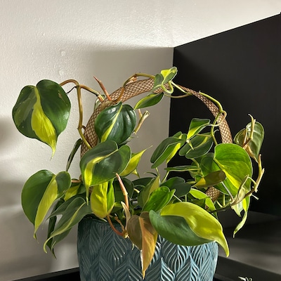 Half Moon Hanging Wall Plant Trellis - Etsy