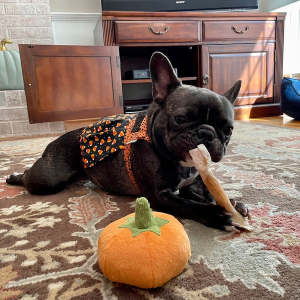 The Harlow // Halloween Dog Harness Dress, Dog Harness Dress, Dog Dress ...