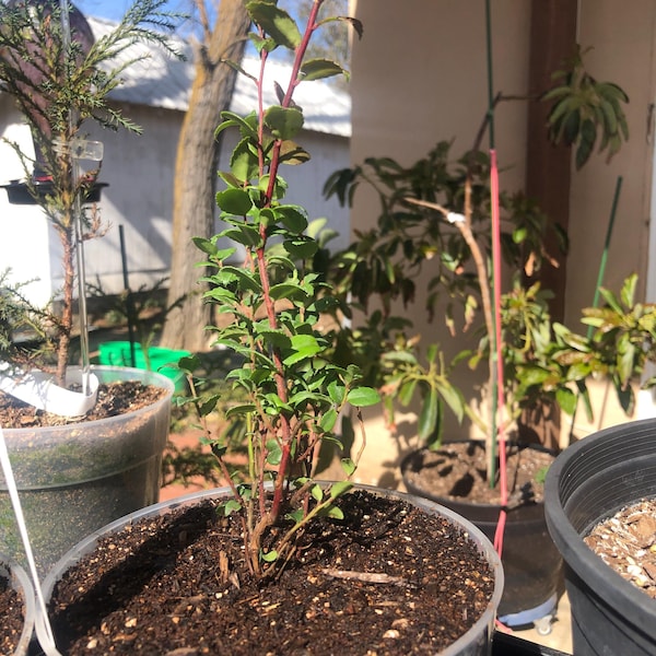 Potted Joan J Thornless Ever Bearing Red Raspberry Plants the Only ...