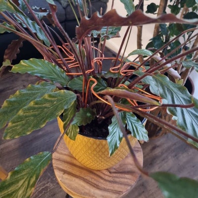 Monstera Shaped Plant Support Gold Coloured - Etsy