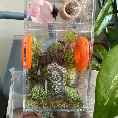 Made-to-order Wizard's Study Jumping Spider Enclosure,jumping Spider ...