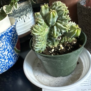 Calico Kitten 2.5 Inch Crassula Marginalis Rubra Variegata Live ...
