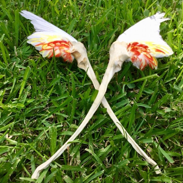 Taxidermy Bird Wings, Real Bird Wing, Chicken Wing, Partial Wing, 8 X 2 ...