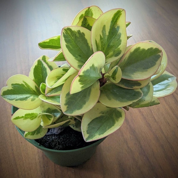 Peperomia Peaches & Cream - Tropical Plant - Colorful Houseplants ...