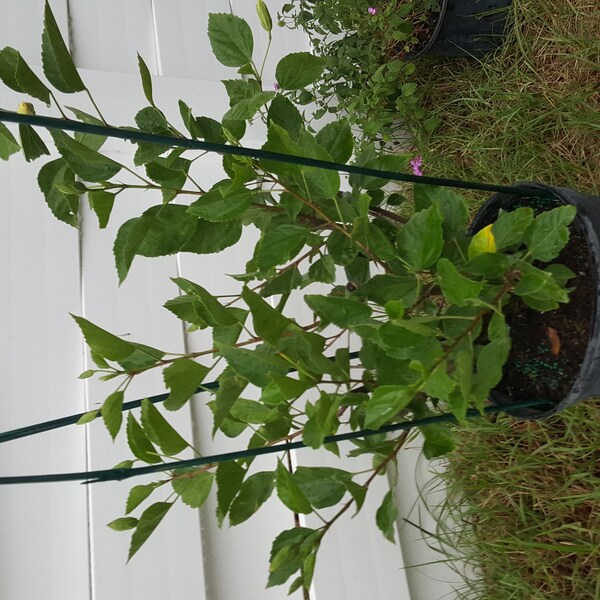 Hibiscus ‘white Wing’ 10” Inch Pot Free Shipping to Eastern and Central ...
