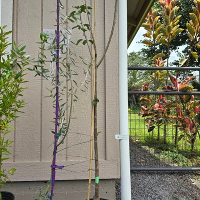 Jujube Li Tree 1 to 2 Feet Tall Grafted Tree Ship in 6 Pot - Etsy