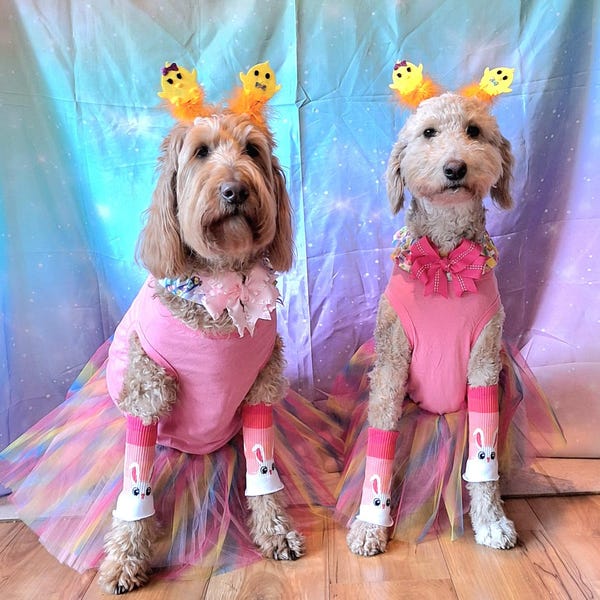 Dog Ruffle Collar, Budding Blooms Dog Scrunchie Collar With Pink ...