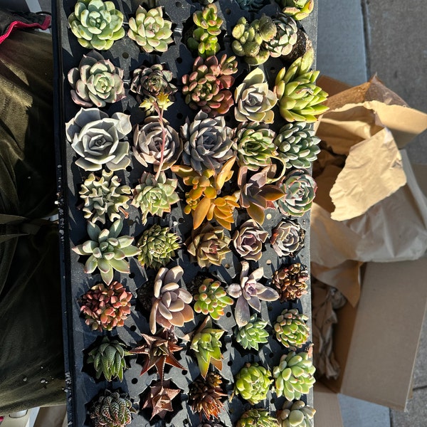 Assorted Live Rooted Succulent Plugs | Great for Baby Showers, Wedding ...