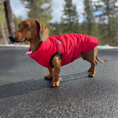 Light Jacket for Dog Raincoat for Dog Clothing for Dog Dog Wear Pet ...