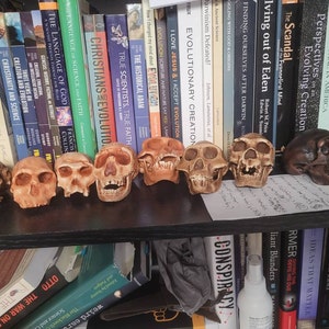 Homo Ergaster Skull Replica Turkana Boy, Prehistoric Fossil Collection ...