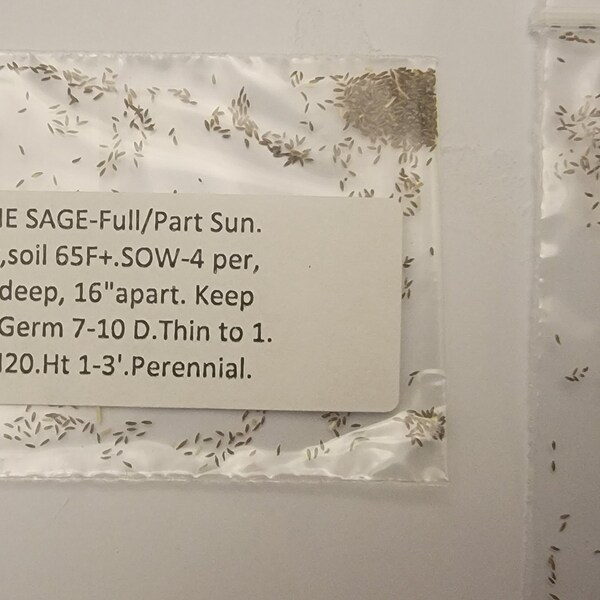 300+PRAIRIE SAGE WHITE Sagebrush Seeds Perennial Native Wildflower ...