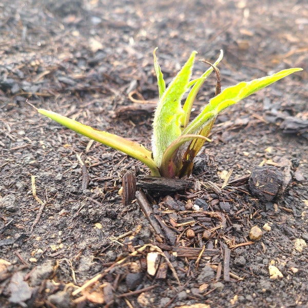 True Comfrey Crown Cuttings. (symphytum Officinale) Quality Roots ...