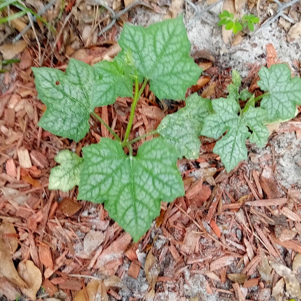 35+ Organic Loofah Seeds | Luffa | Edible Squash | Sponge Harvest | Non ...