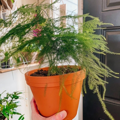 6 Foxtail asparagus Meyeri Fern Live Plant - Etsy