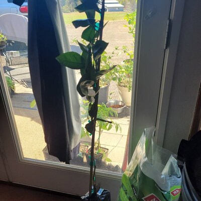 Fallglo Tangerine Grafted 3ft 4 Feet Tall No Shipping Ca - Etsy