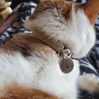 Cat Collar, Kitten Collar, 3 Sizes, Breakaway Cat Collar, Quick Release ...