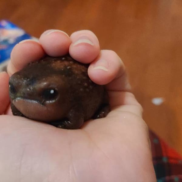SQUISHY Desert Rain Frog. Cute Butt Frog Fidget - Etsy