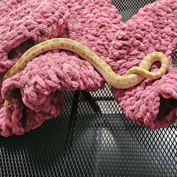 BUNDLE! 20% off - Donut Den Crochet Patterns (all 3 Sizes) - Snake Hide ...