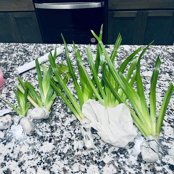 Aztec Sweet Herb Live Plant phyla Dulcis/lippia Dulcis/yerba Dulce ...