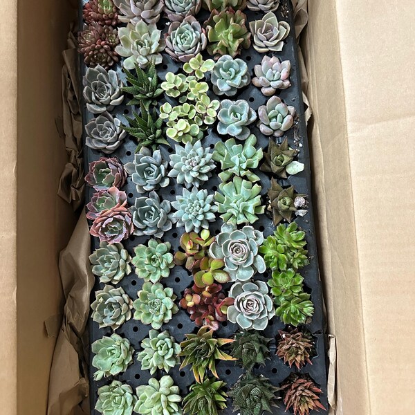 Assorted Succulent Plug Mix | Live Rooted Succulent Plants - Etsy