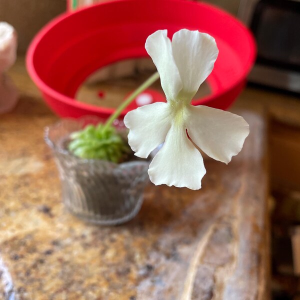 Pinguicula X "pirouette" Butterwort Hybrid - Rare Live Carnivorous ...