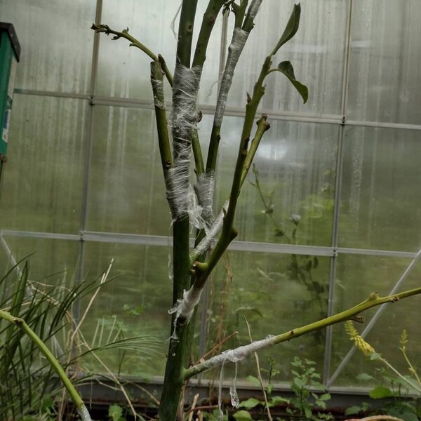 Avocado Tree Cuttings 5 Scions Fresh Cut and Organic 15” Long Message ...