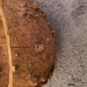 Ifa Diviners Necklace/odigba Ifa - Etsy