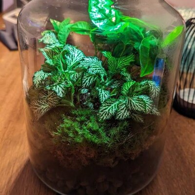 Plant Terrarium Kit Palm 3 Terrarium Plants Closed - Etsy