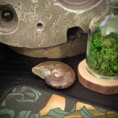 Whole Polished Ammonite Crystallized Fossil A Grade Real Cephalopods ...