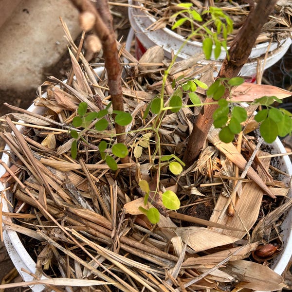 Moringa Oleifera Seeds - Drumstick Seeds - Malunggay Seeds - Miracle ...