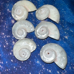 Embellished Polished Green Banded Snail Shell With Swarovski Crystals ...