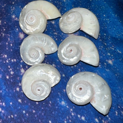 Cone Shells 6 Assorted Cone Shells Seashell Supply Craft Shells Beach ...