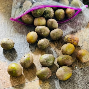3LBS Fresh Dwarf June Plums Always Freshly Picked Ready to Ship - Etsy