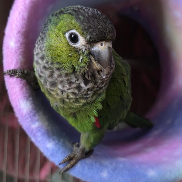 Wooden Spool Bird Toy Part Making DIY Parrot Toy Bird Cage Accessory ...