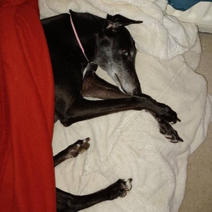 Greyhound Signed Original Lino Print Snaws teefs - Etsy