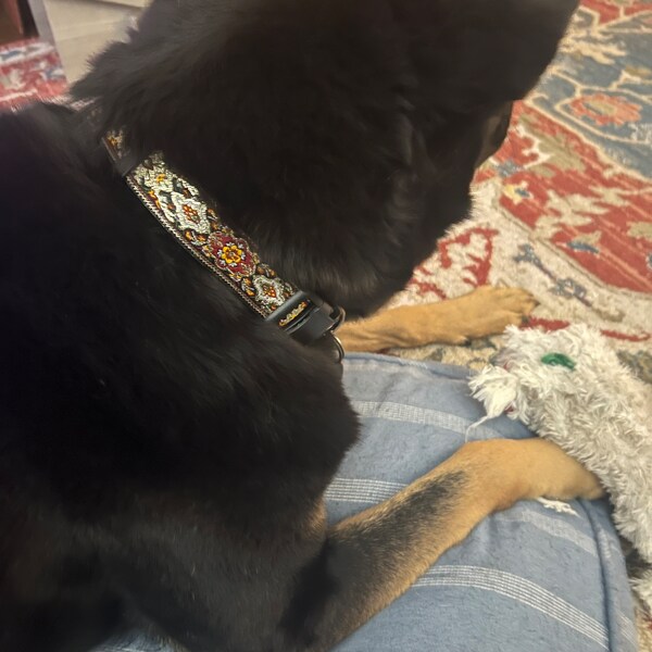 Adorable Turkey Dog Collar, Checkered, Fall, Seasonal, Thanksgiving, 1 ...