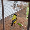 Goldfinch Stained Glass Window Hangings Christmas Gifts Custom - Etsy