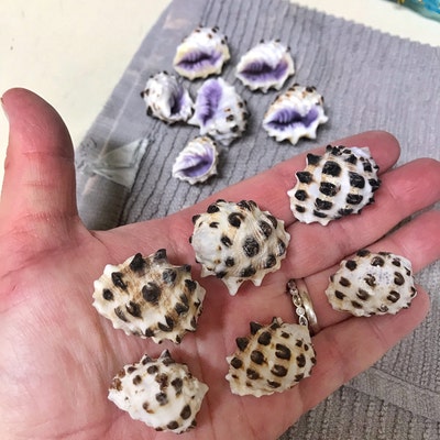 Purple Sea Snails, 4 Sea Snails, Rare Find, Gulf of Mexico Purple Sea ...