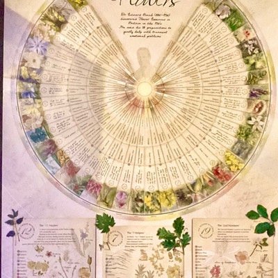 38 Flower Posters for Bach Essences. Complete Set A4 - Etsy