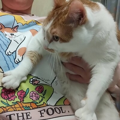 Pole Crying Cat Meme Die Cut Sticker Cat Meme Sticker, Funny Cat ...