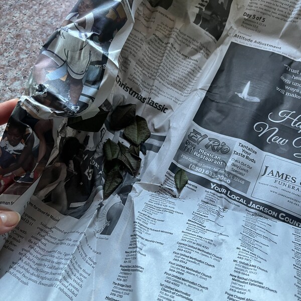 Pitangatuba Star Cherry, Eugenia Selloi, Rooted Plant Shipped in 3" Pot ...