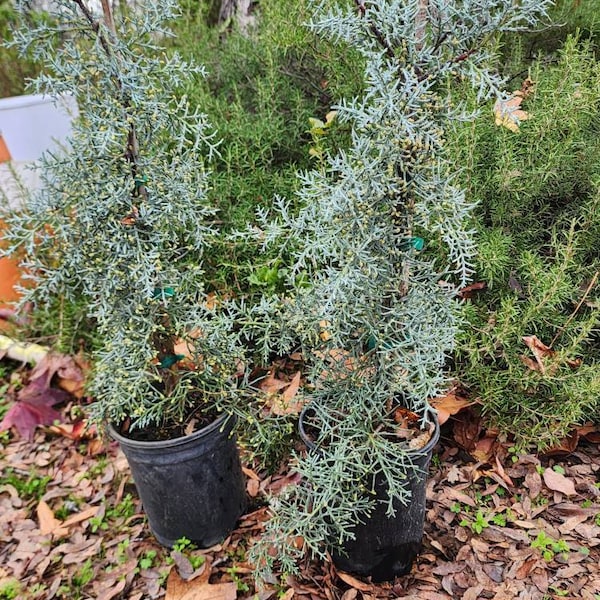 Cupressus Arizonica 'blue Ice' | Arizona Cypress, Evergreen Conifer - 1 ...
